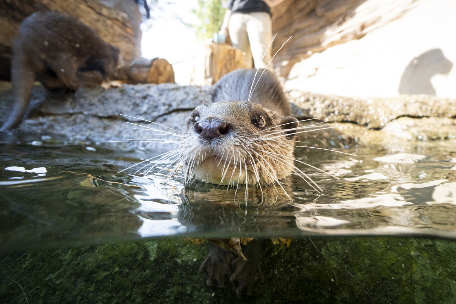Columbus Zoo | Asian Small-Clawed Otters